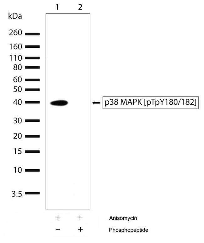 Anti-p38 alpha/MAPK14 (phospho T180 + Y182) antibody [RP23040012 ...