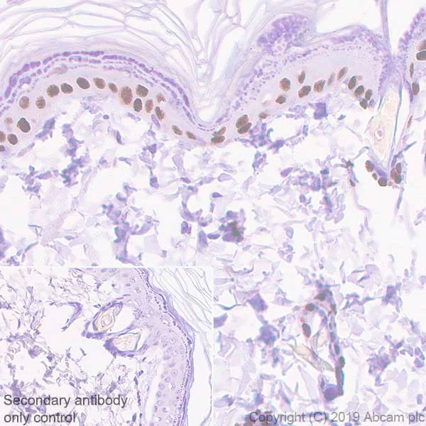Anti-p40 - DeltaNp63 antibody [EPR17863-47] - BSA and Azide free ...