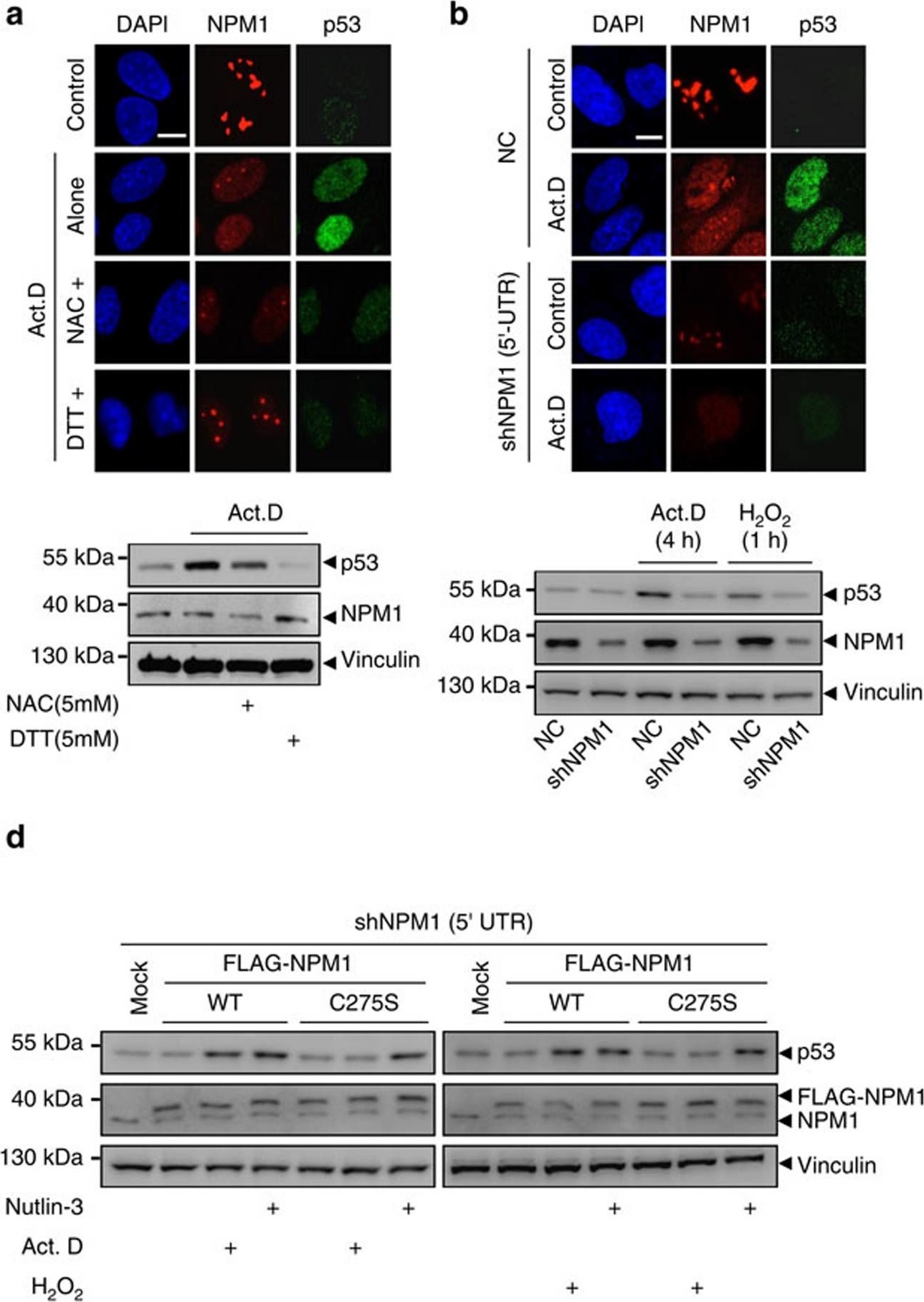 Anti-p53 antibody [E47] (ab32509) | Abcam