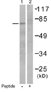 Anti-p63 antibody (ab53039) | Abcam