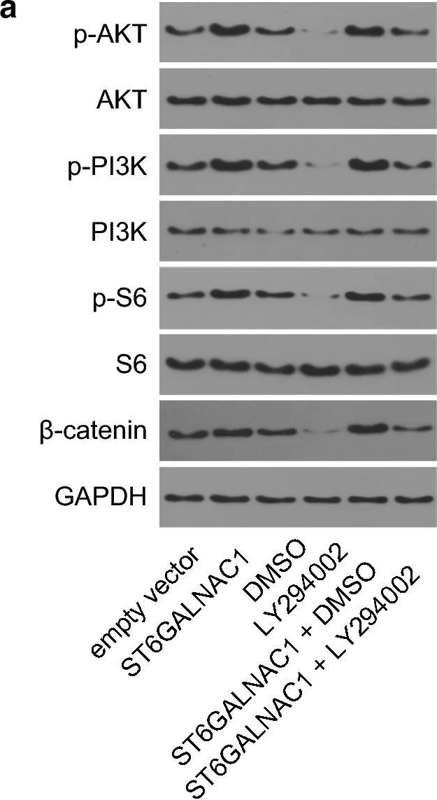 Anti-P70 S6 Kinase beta/SRK (phospho S371) antibody [EPR2132] (ab109393 ...