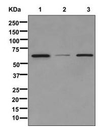 Anti-PAIP1 antibody [EPR13258(B)] (ab175211) | Abcam