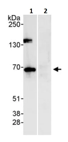 Anti-PAK2 antibody (ab245541) | Abcam