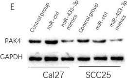 Anti-PAK4 antibody (ab62509) | Abcam
