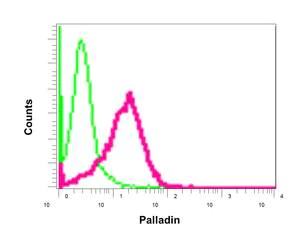 Anti-Palladin antibody [EPR9460(B)] (ab154827) | Abcam
