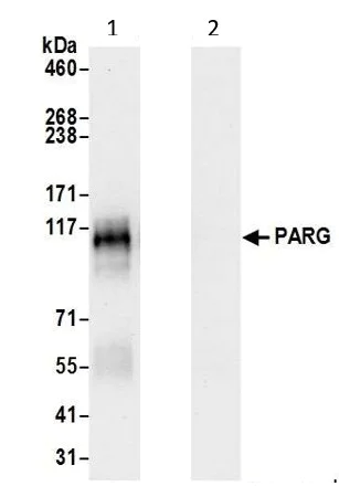 Anti-PARG antibody (ab217129) | Abcam
