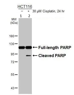 PARP1抗体 (ab227244)| Abcam中文官网