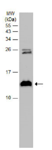 Anti-Parvalbumin antibody (ab256811) | Abcam