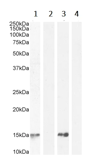 Anti-Parvalbumin antibody. Goat polyclonal (ab32895) | Abcam