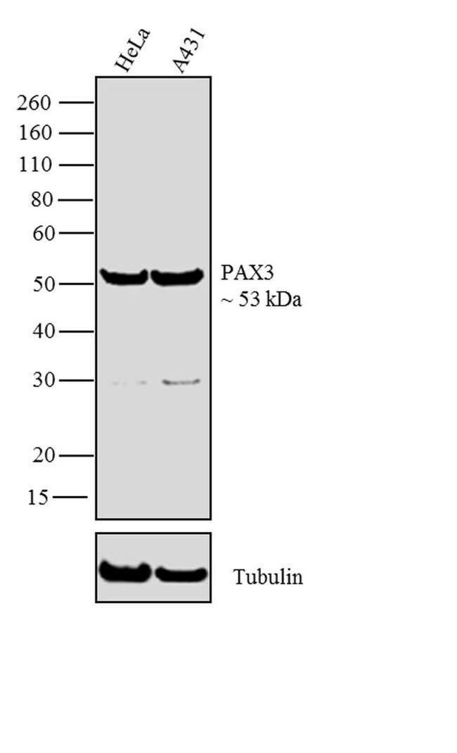 Anti-PAX3 antibody [RP23040034] (ab307998) | Abcam