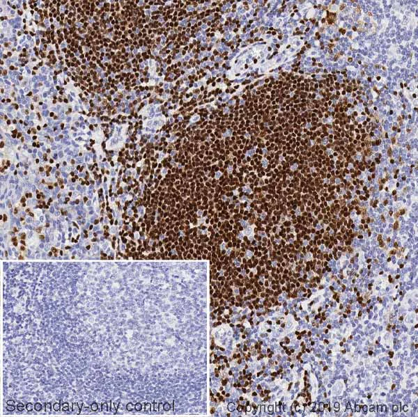 Anti-PAX5 antibody [1H9] (ab211293) | Abcam