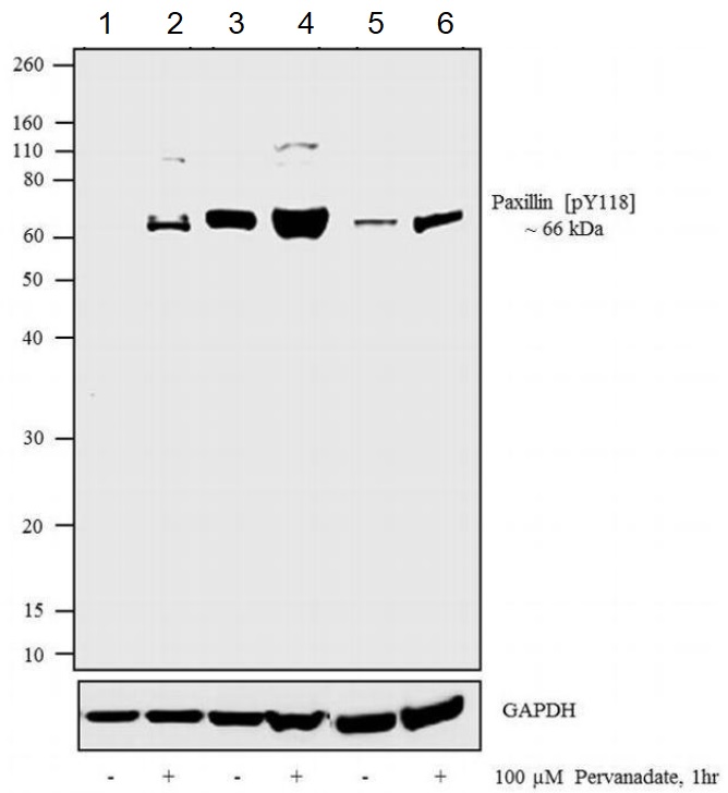 Paxillin(磷酸化Y118)抗体[EPR1903] (ab109547)| Abcam中文官网