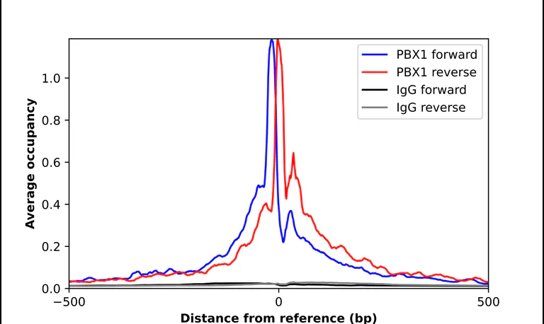 Anti-PBX1 Antibody (ab327180) | Abcam中文官网