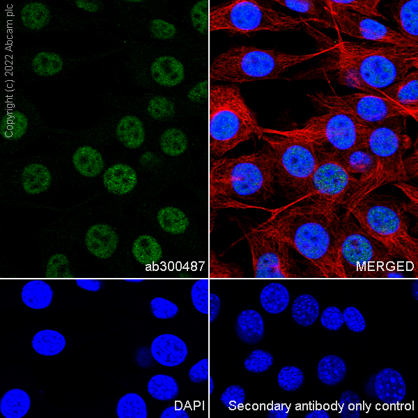 Anti-PCIF1 antibody [EPR24319-207] (BSA and Azide free) (ab300488) | Abcam