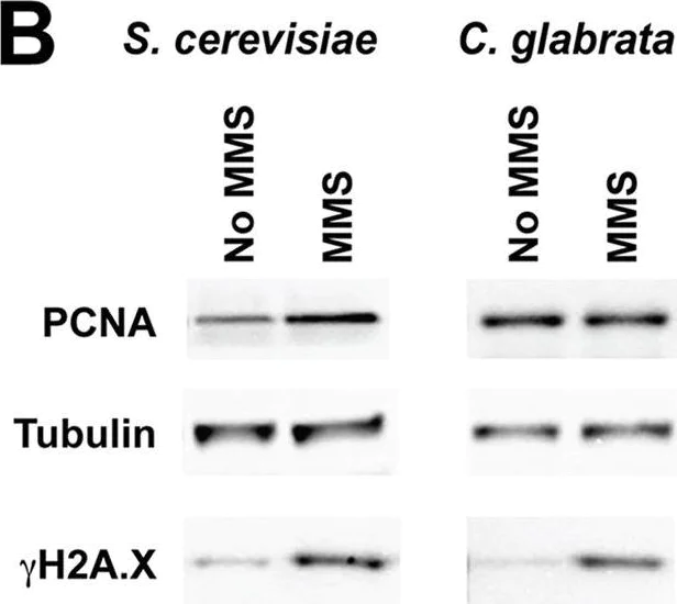 Anti-PCNA antibody (ab221196) | Abcam