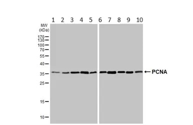 Anti-PCNA antibody [HL1965] - BSA and Azide free (ab308212) | Abcam