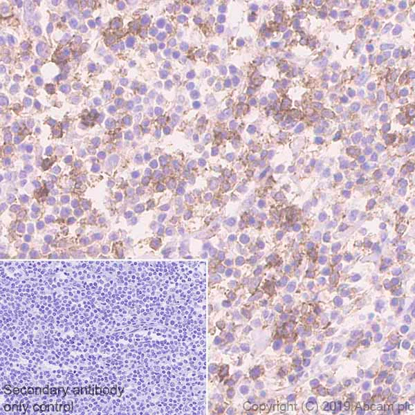 Anti-PD1 antibody [EPR23119-111] - BSA and Azide free (ab270753) | Abcam