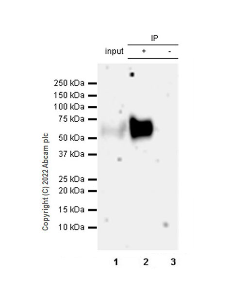 Anti-PD1 antibody [EPR26302-8] (ab300425) | Abcam
