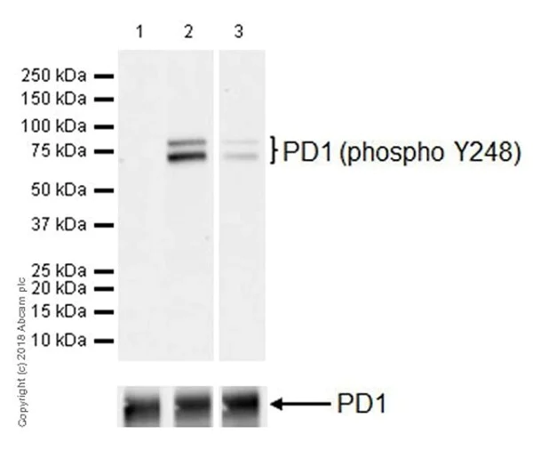 PD1(磷酸化Y248)抗体[EPR19821] (ab206378)| Abcam中文官网