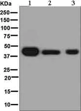Anti-PDCD2 antibody [EPR7158] (ab133324) | Abcam