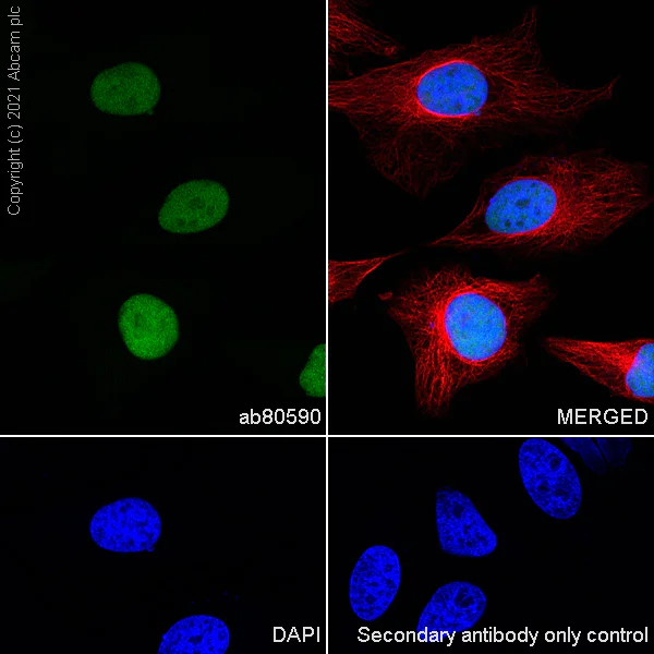 Anti-PDCD4 antibody [EPR3431] - BSA and Azide free (ab247512) | Abcam