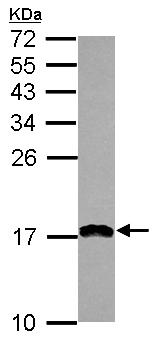 Anti-PDCD5 antibody (ab126213) | Abcam