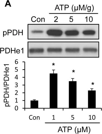 Anti-PDHA1 antibody [9H9AF5] (ab110330) | Abcam