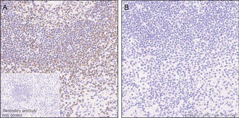 Anti-PDHA1 (phospho S232) antibody [EPR29825-102] – BSA and Azide free ...
