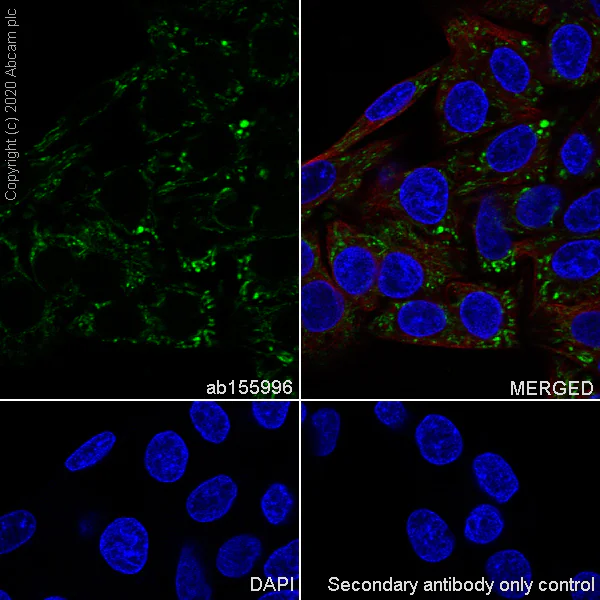 Anti-PDHB antibody [EPR11097(B)] - BSA and Azide free (ab249239) | Abcam