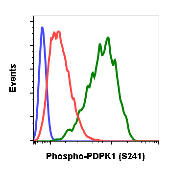 Anti-PDPK1 (phospho S241) antibody [PDK1S241-F7] (ab278567) | Abcam