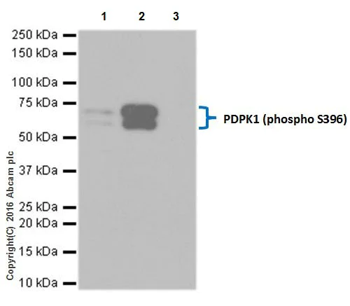 Anti-PDPK1 (phospho S396) antibody [EPR19819] - BSA and Azide free (ab251452) | Abcam