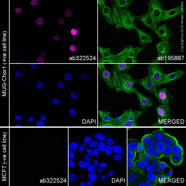 PE Anti-Brachyury / Bry antibody [EPR18113] (ab322524) | Abcam