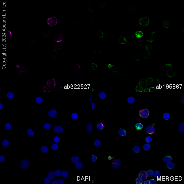 Anti-CD63 PE antibody [EPR22458-280] (ab322527) monoclonal IgG | Abcam