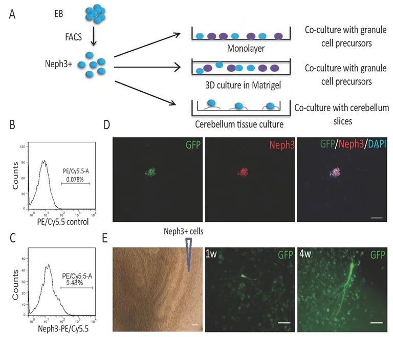 PE/Cy5.5® Conjugation Kit - Lightning-Link® | Easy PE/Cy5.5 Labelling ...