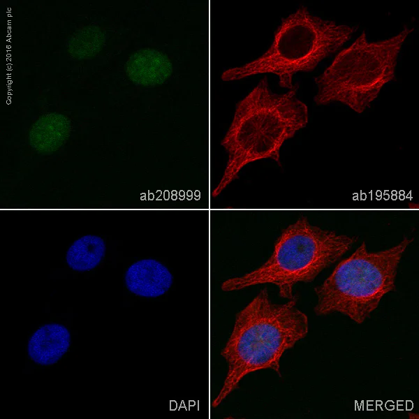 Anti-Dnmt1 PE antibody [EPR3522] (ab208999) Rabbit monoclonal IgG | Abcam