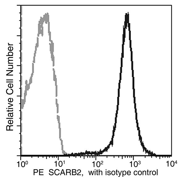 Anti-LIMPII PE antibody [052] (ab275724) Rabbit monoclonal IgG | Abcam