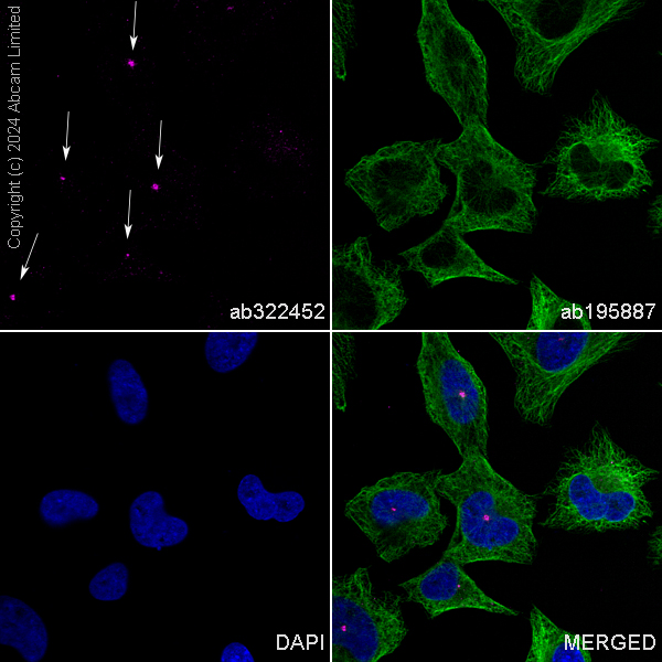 Anti-Pericentrin - Centrosome Marker PE antibody [EPR21987] (ab322452 ...