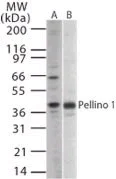 Anti-Pellino 1 antibody (ab13812) | Abcam
