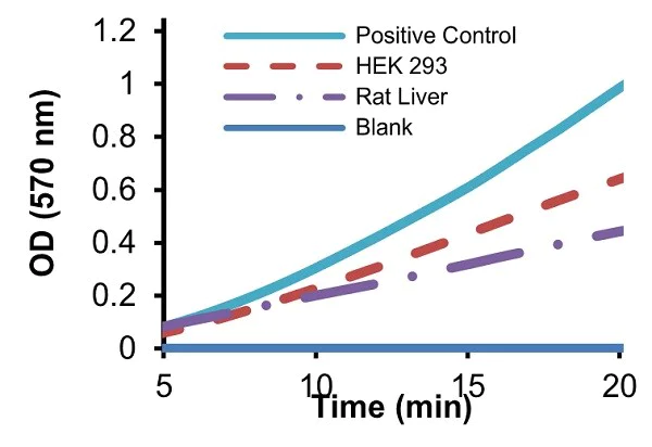 PEPCK Assay Kit (Phosphoenolpyruvate Carboxykinase) (ab239714) | Abcam