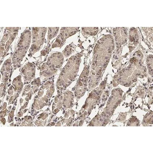 Anti-Pepsinogen I antibody [HL2137] (ab317142) | Abcam中文官网