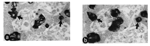Anti-Peptide YY/PYY antibody. Rabbit polyclonal (ab22663) | Abcam