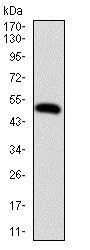 Anti-PER3 antibody [4B9D7] (ab201940) | Abcam
