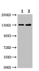 Anti-PER3 antibody (ab224594) | Abcam