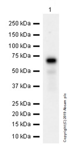 Anti-Perforin antibody [EPR22829-42] (ab256453) | Abcam