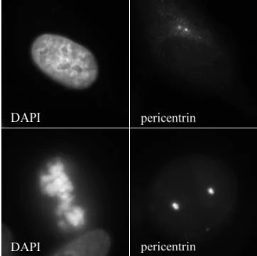 Anti-Pericentrin antibody - Centrosome Marker (ab4448) | Abcam