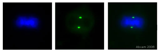 Anti-Pericentrin antibody - Centrosome Marker (ab4448) | Abcam