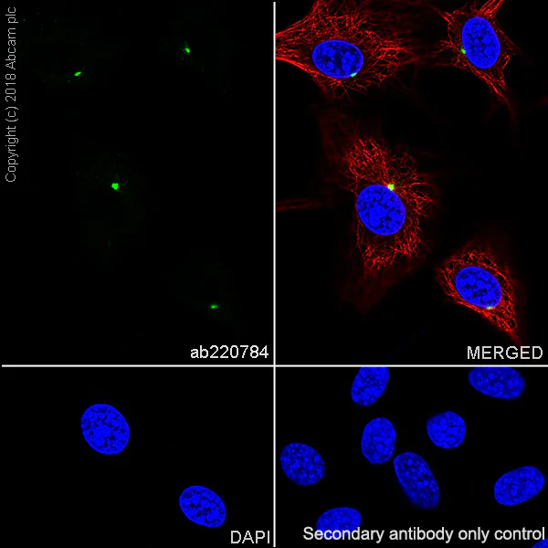 Anti-Pericentrin antibody [EPR21987] - Centrosome Marker (ab220784) | Abcam