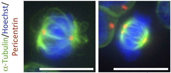 Anti-Pericentrin antibody [mAbcam 28144] - Centrosome Marker (ab28144 ...