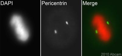 Anti-Pericentrin antibody [mAbcam 28144] - Centrosome Marker (ab28144 ...