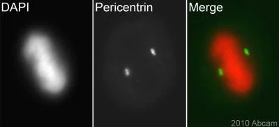 Pericentrin抗体[mAbcam 28144] - Centrosome Marker (ab28144)| Abcam中文官网